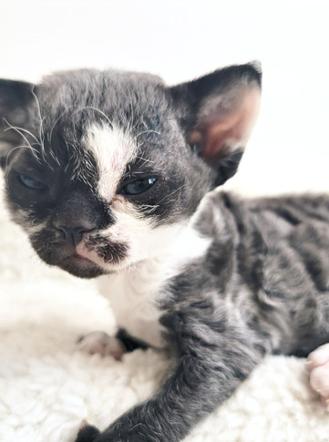 Devon Rex NJ | Drexcats