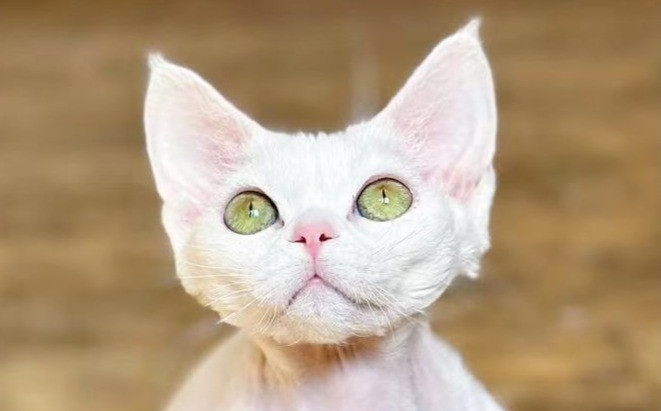Devon Rex NJ | Drexcats