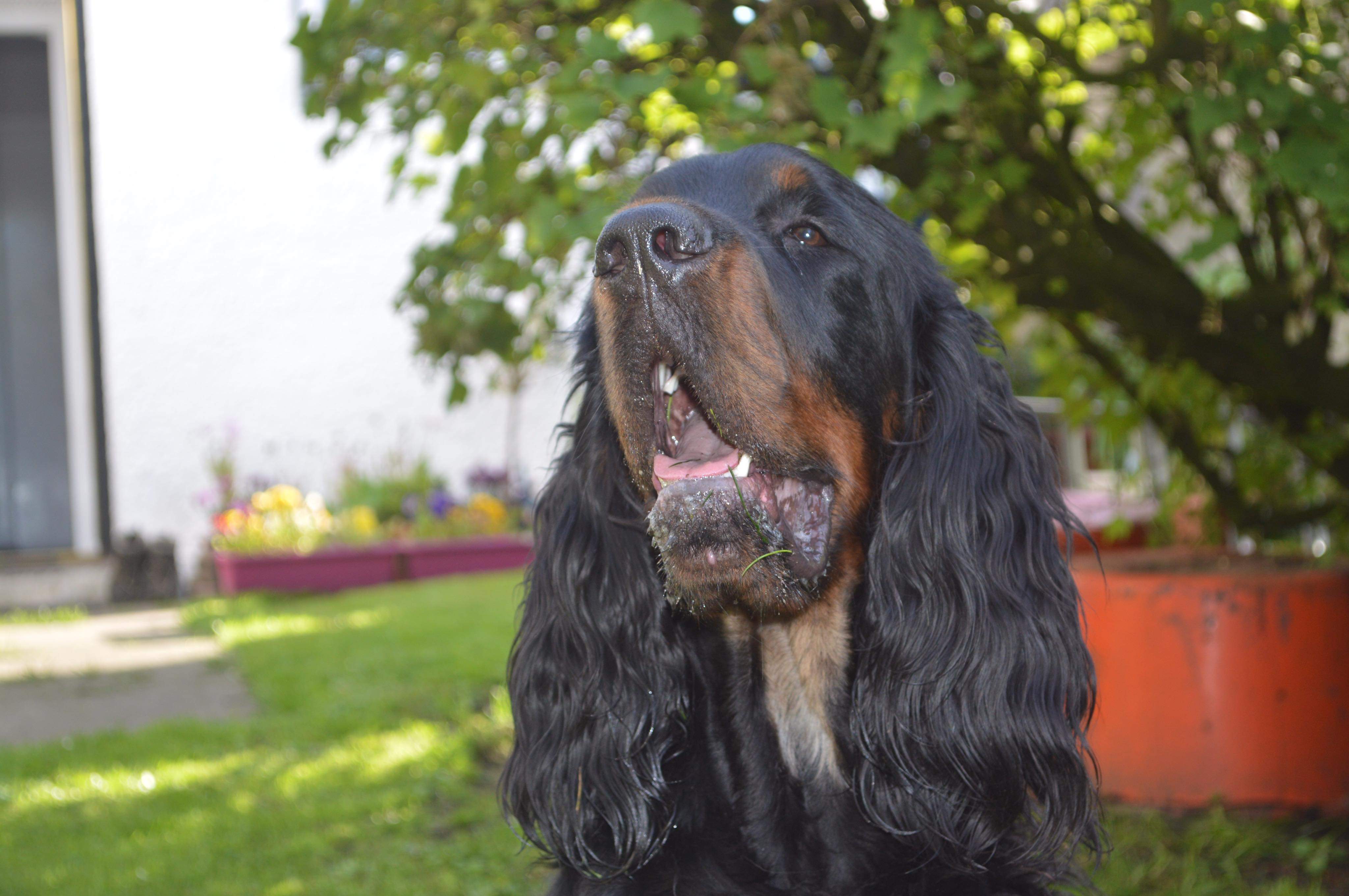 Home | Gordon Setter Club of Scotland