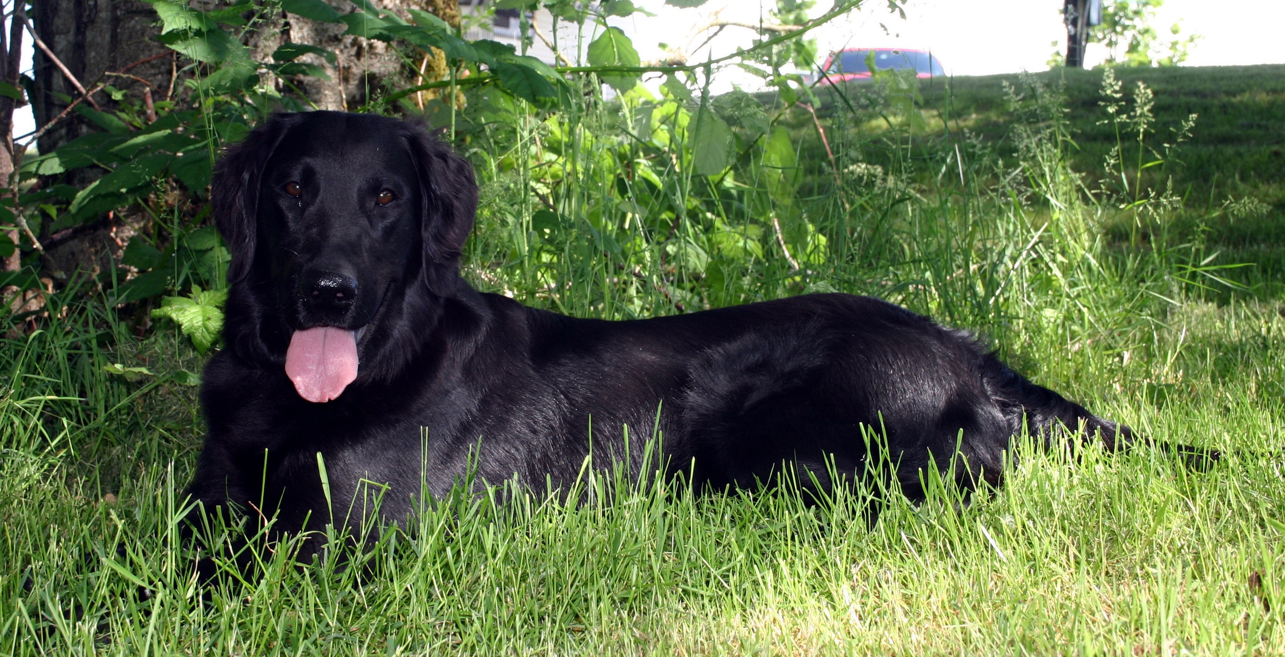 Radford Flat-Coated Retrievers | Radford Retrievers | British Columbia