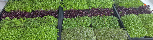 Assorted Microgreen Box x 25 Pots | Urbangreenz