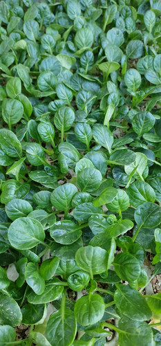Tatsoi Seedlings - from Organic Certified Seeds | Urbangreenz