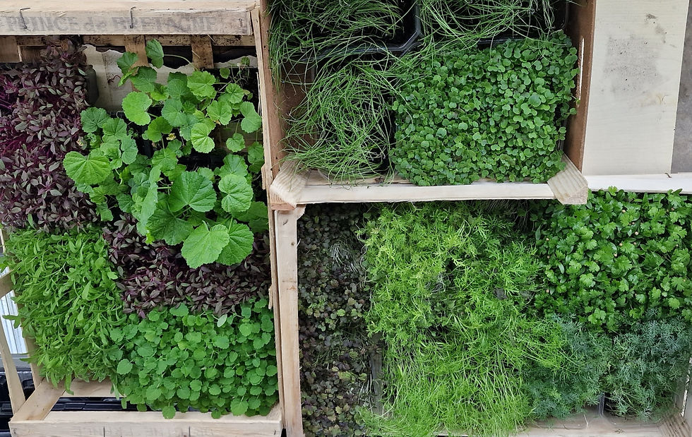 Assorted Micro Herbs Box x 25 Pots - Fresh | Urbangreenz