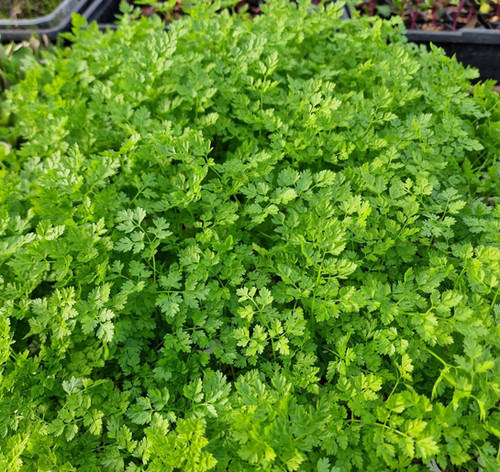 Chervil Seedlings - from Organic Certified Seeds | Urbangreenz