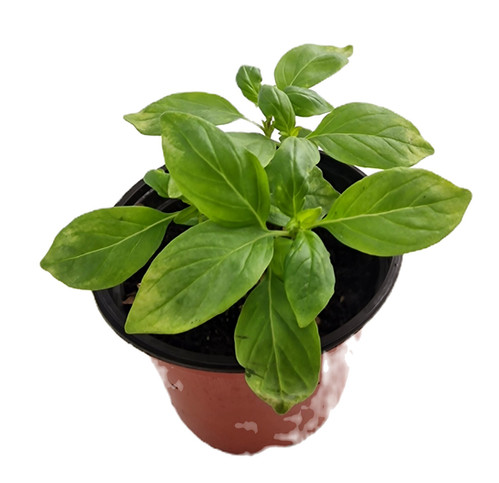 Lemon Basil Seedlings - from Organic Certified Seeds | Urbangreenz
