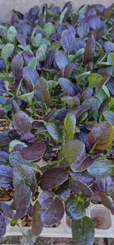 Red Pak Choi -Seedlings from Organic Certified Seeds | Urbangreenz