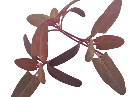 Red orache - ORGANIC SEEDS | Urbangreenz