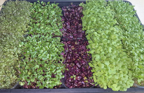 Assorted Microgreen Box x 10 Pots - Fresh | Urbangreenz