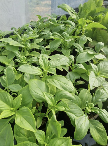 Microgreens - Lemon Basil | Urbangreenz