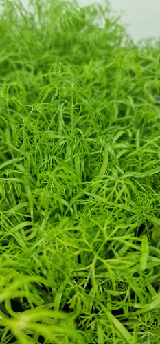 Fennel - Fresh | Urbangreenz