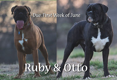 Upcoming Litters | EuroStepBoxer