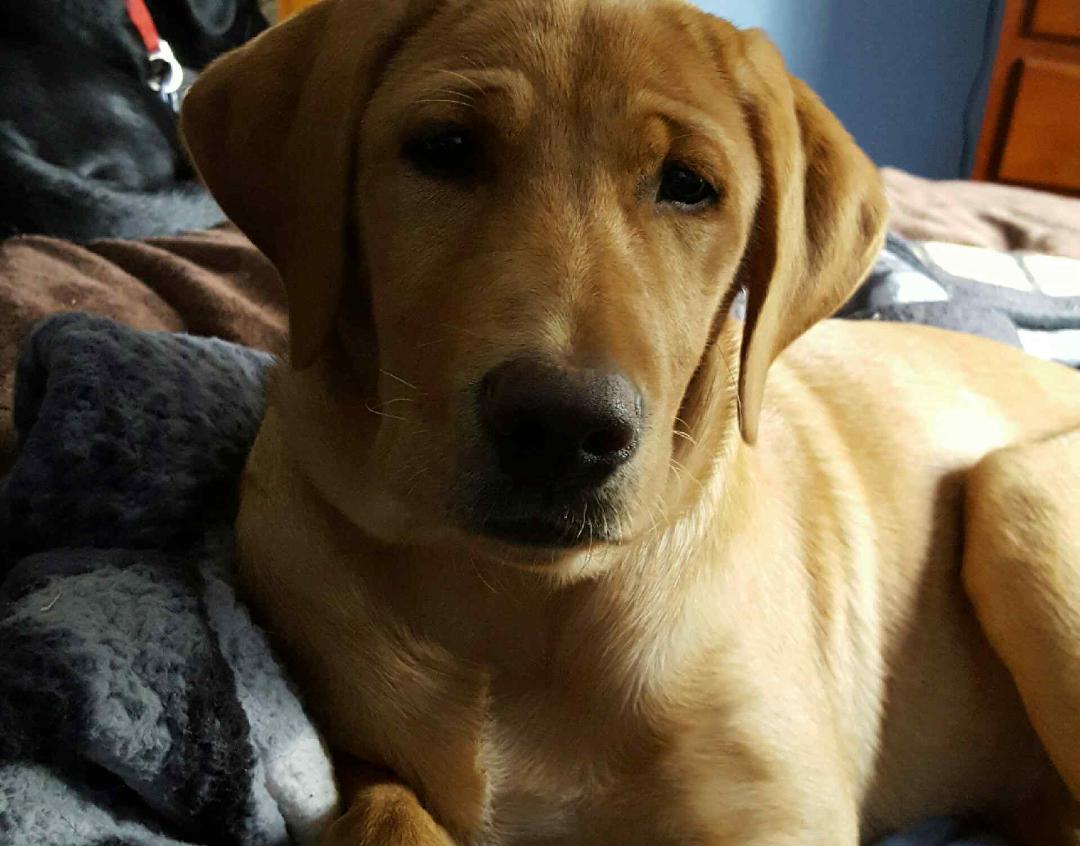 Gallery | winchesterlabradors