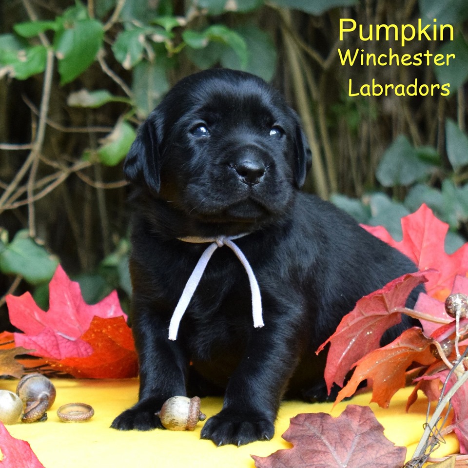 Puppies | winchesterlabradors