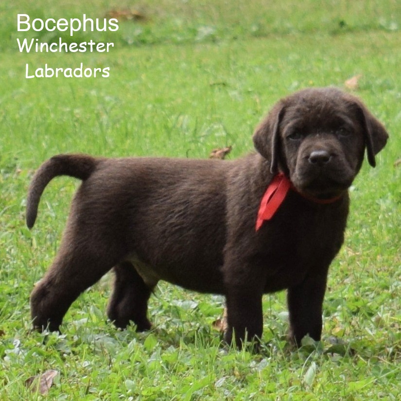 Puppies | winchesterlabradors