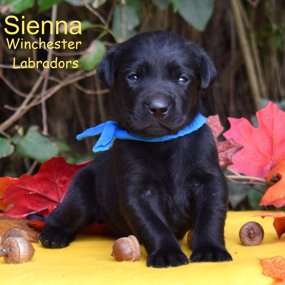 Puppies | winchesterlabradors