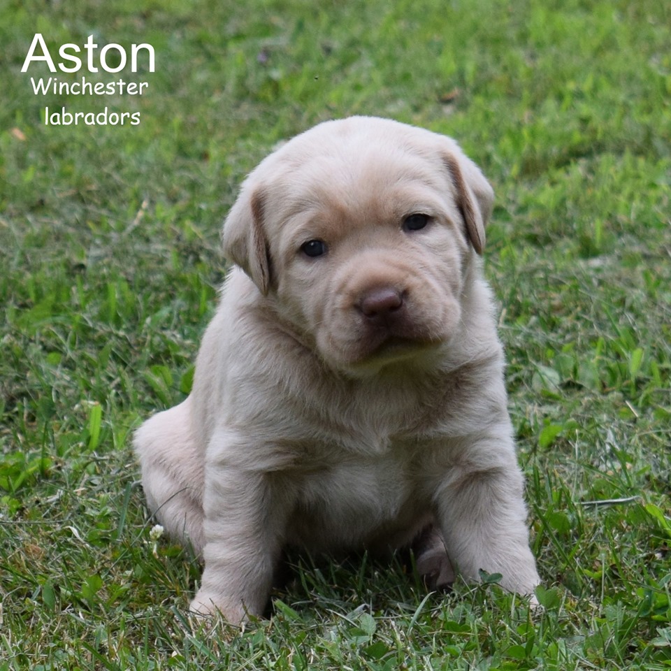 Puppies | winchesterlabradors