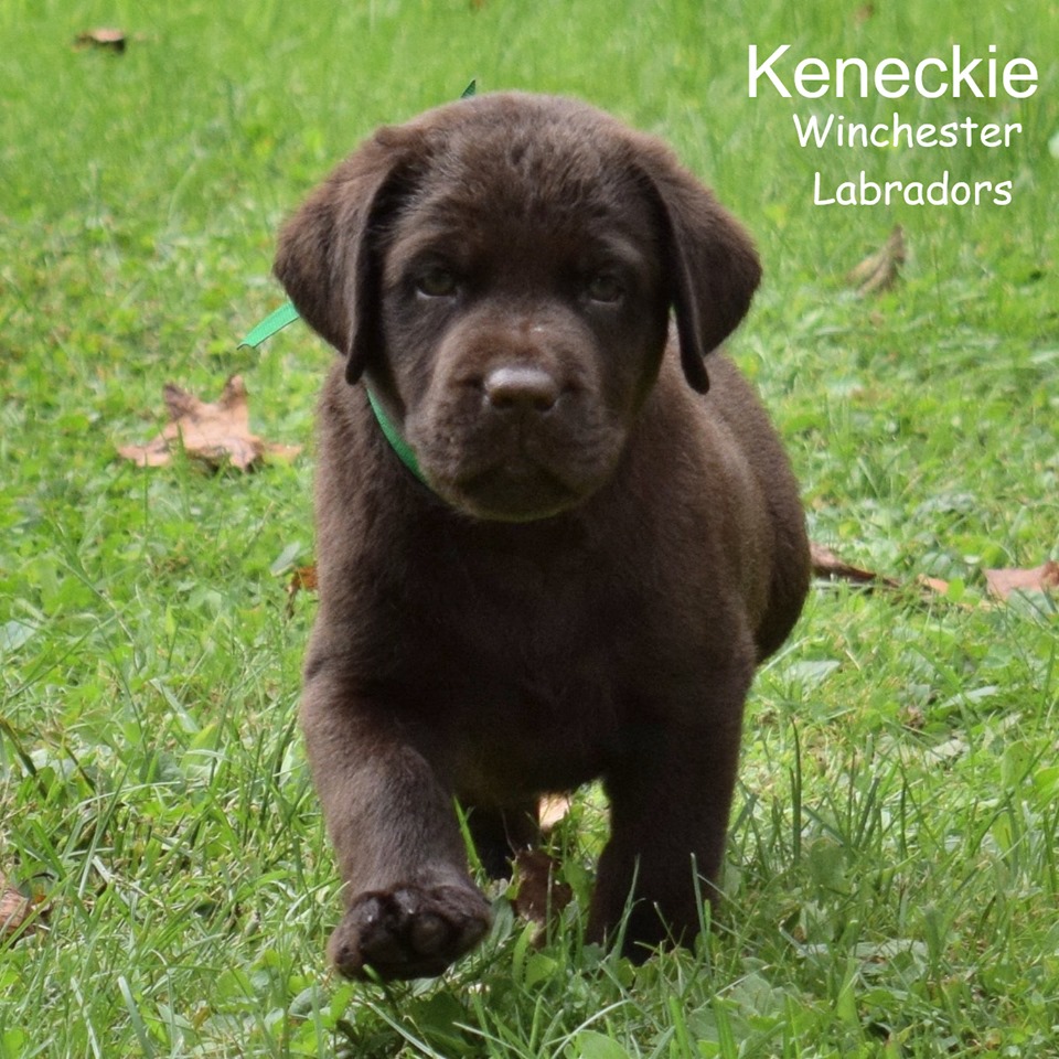 Puppies | winchesterlabradors