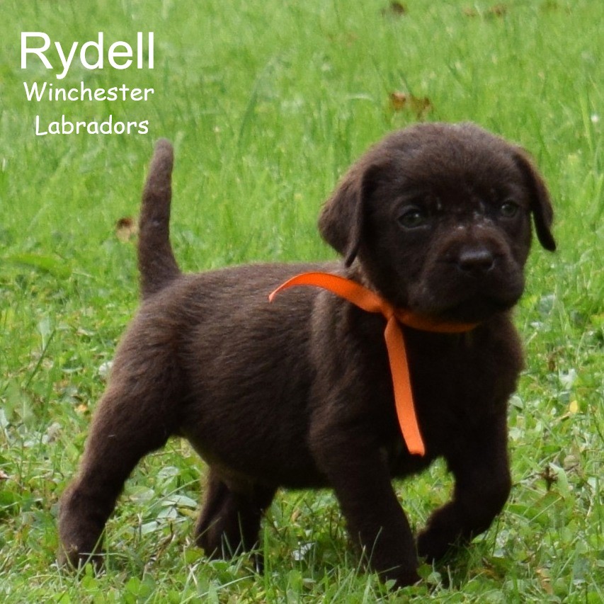 Puppies | winchesterlabradors