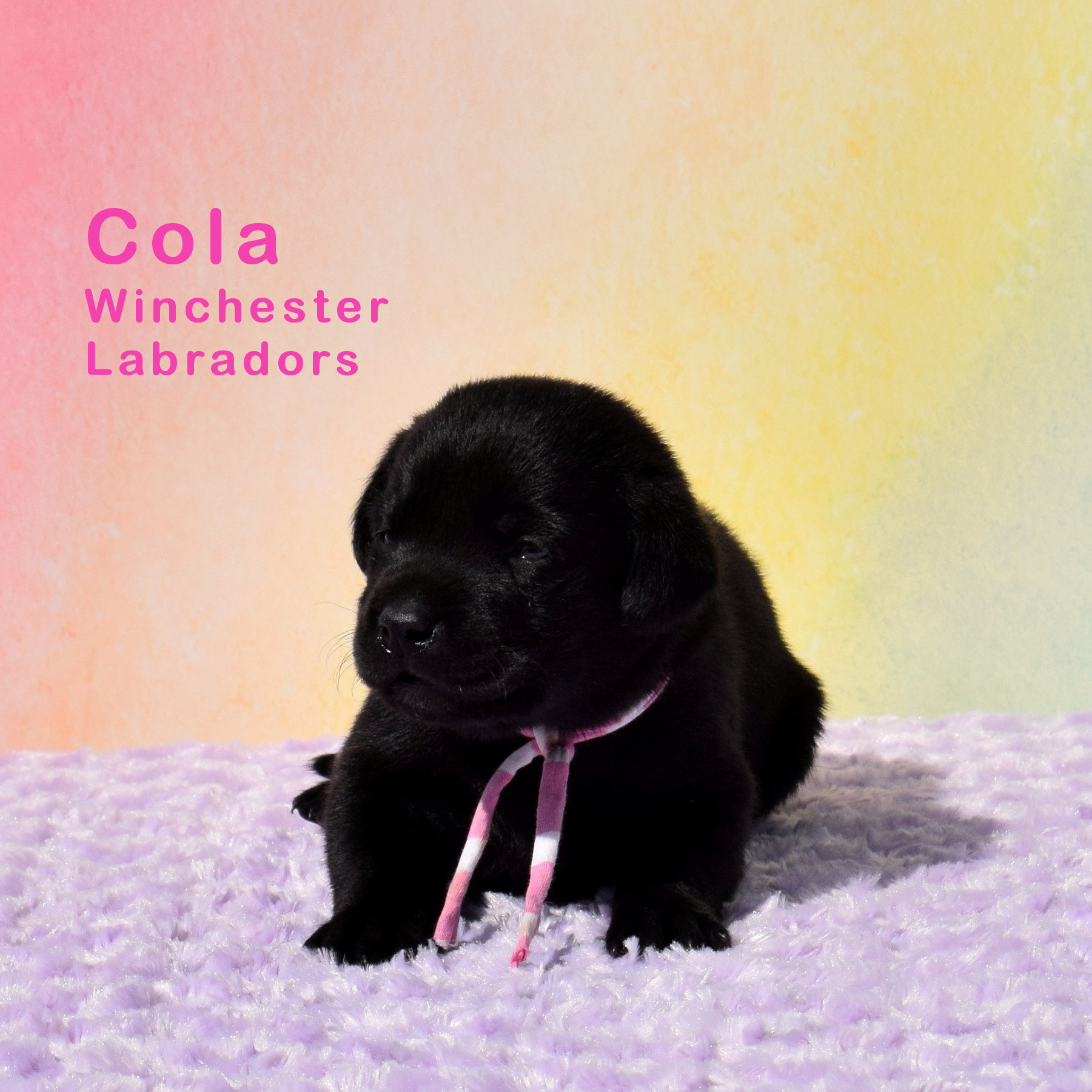 Puppies | winchesterlabradors