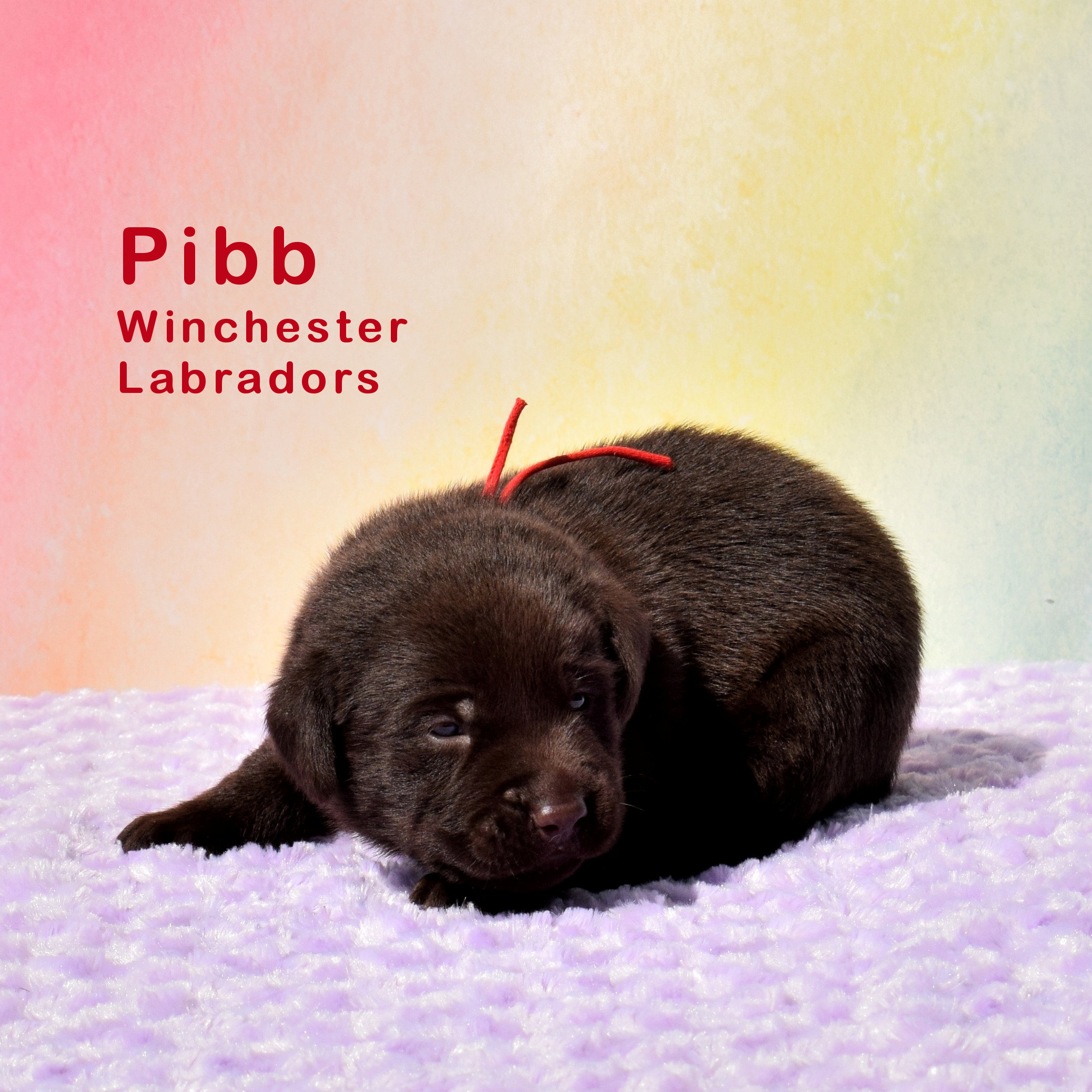 Puppies | winchesterlabradors