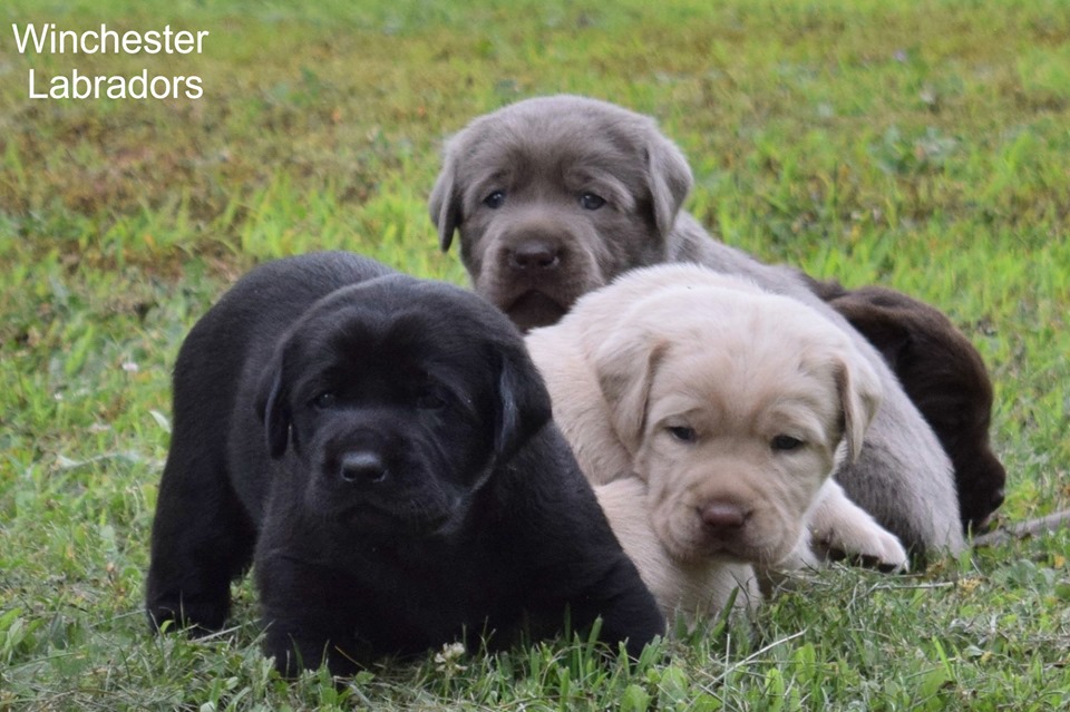 Puppies | winchesterlabradors