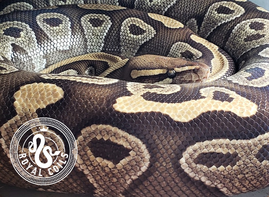 OUR COLLECTION | Royal Coils Pythons