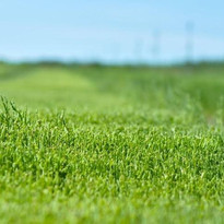 ZEEUWS ZILT | Zeeuws Zilt