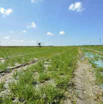 ZEEUWS ZILT | Zeeuws Zilt