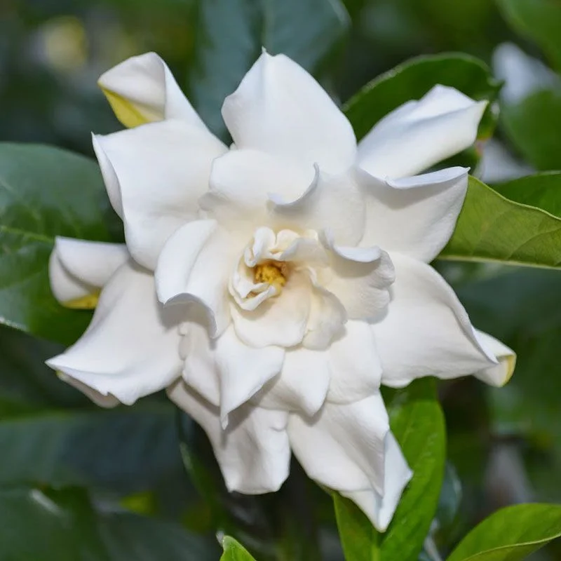 Gardenia 'Professor Pucci' | Nursery