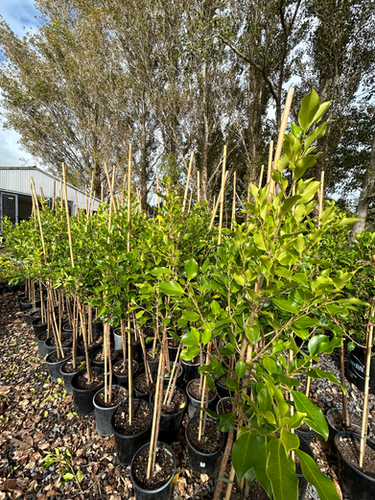 Ficus tuffi 25L | Nursery