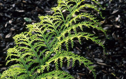 Asplenium bulbiferum | Nursery
