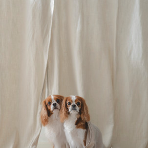 Notta Animal大好きなペットと写真が撮れる札幌フォトスタジオ|Studio Notta