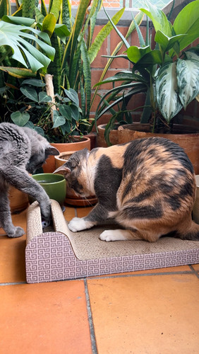 Rascador de Carton | Gático