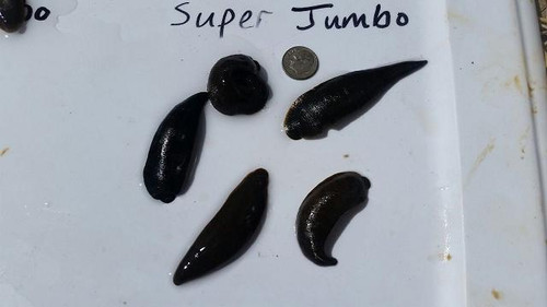 leechtrapper | BUY LEECHES