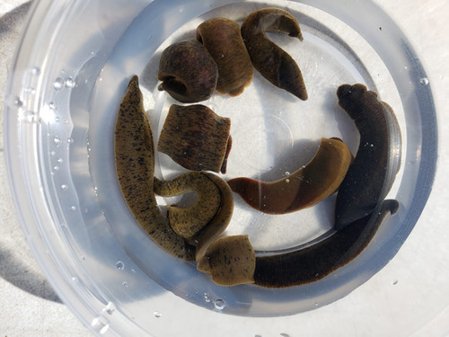 leechtrapper | BUY LEECHES