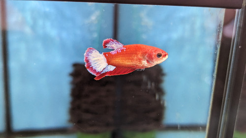 Male Siamese Fighter Hellboy | The Fish Barn