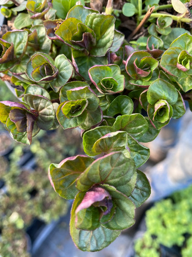 Mint Eau de Cologne | Pepperpot Herbs | Hampshire, UK