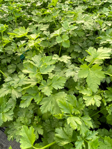 Parsley French (Flat Leaved) | Pepperpot Herbs | Hampshire, UK