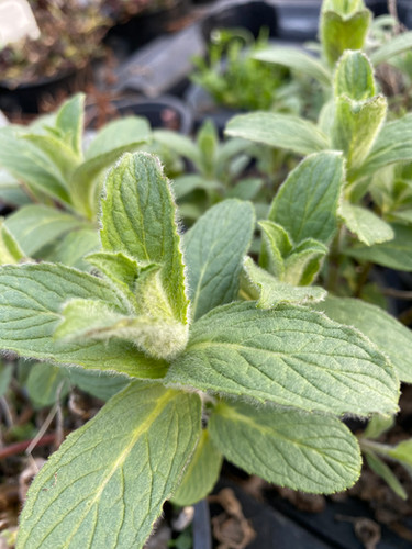 Mint Buddleia | Pepperpot Herbs | Hampshire, UK