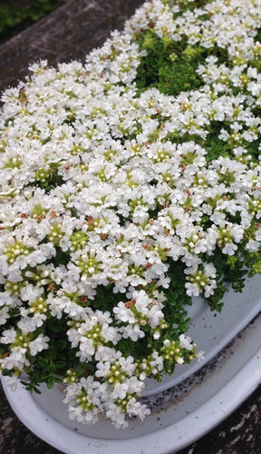 Thyme Snowdrift | Pepperpot Herbs | Hampshire, UK