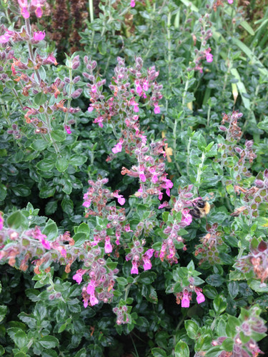 Germander, Hedge Germander | Pepperpot Herbs | Hampshire, UK