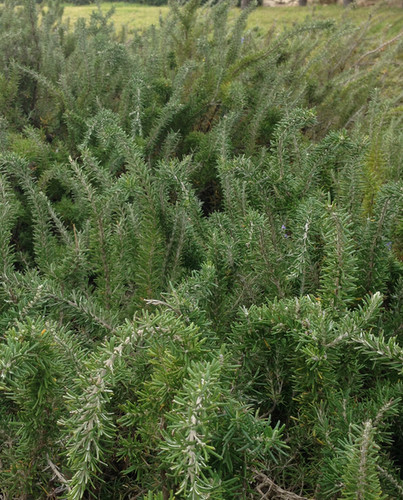 Rosemary Foxtail | Pepperpot Herbs | Hampshire, UK
