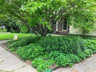 Garden Design Tips | Virginia, USA | Plant NOVA Natives