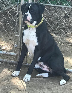 Dog Breeder | Southern Paws Boxers | United States