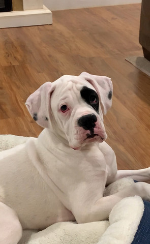 Dog Breeder | Southern Paws Boxers | United States