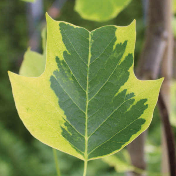 Variegated Tulip Tree Liriodendron Tulipfera Aureomarginatum Maple