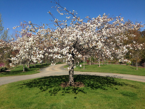 'Mt. Fuji Cherry' Prunus serrulata 'Shirotae' Zone 6 | Maple Grove Nursery