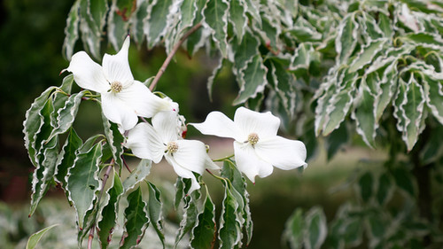 Cornus 'Summer Fun' | Maple Grove Nursery
