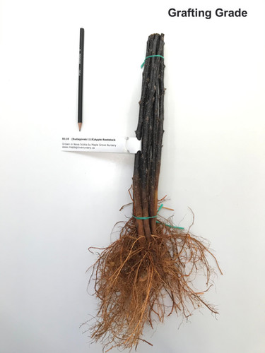 Budagovski 118 (B118) Apple Rootstock (per 10) | Maple Grove Nursery