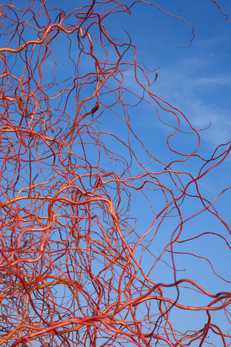 Salix 'Erythroflexuosa', Red Corkscrew Willow | Maple Grove Nursery